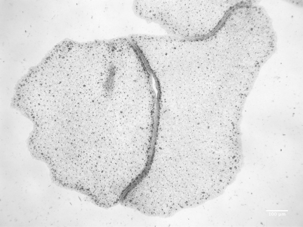 Interaction of two Trichoplax adhaerens specimens (haplotype H1, clone ...