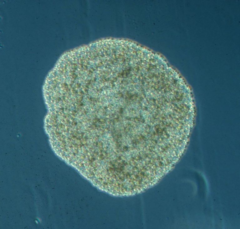 Placozoa